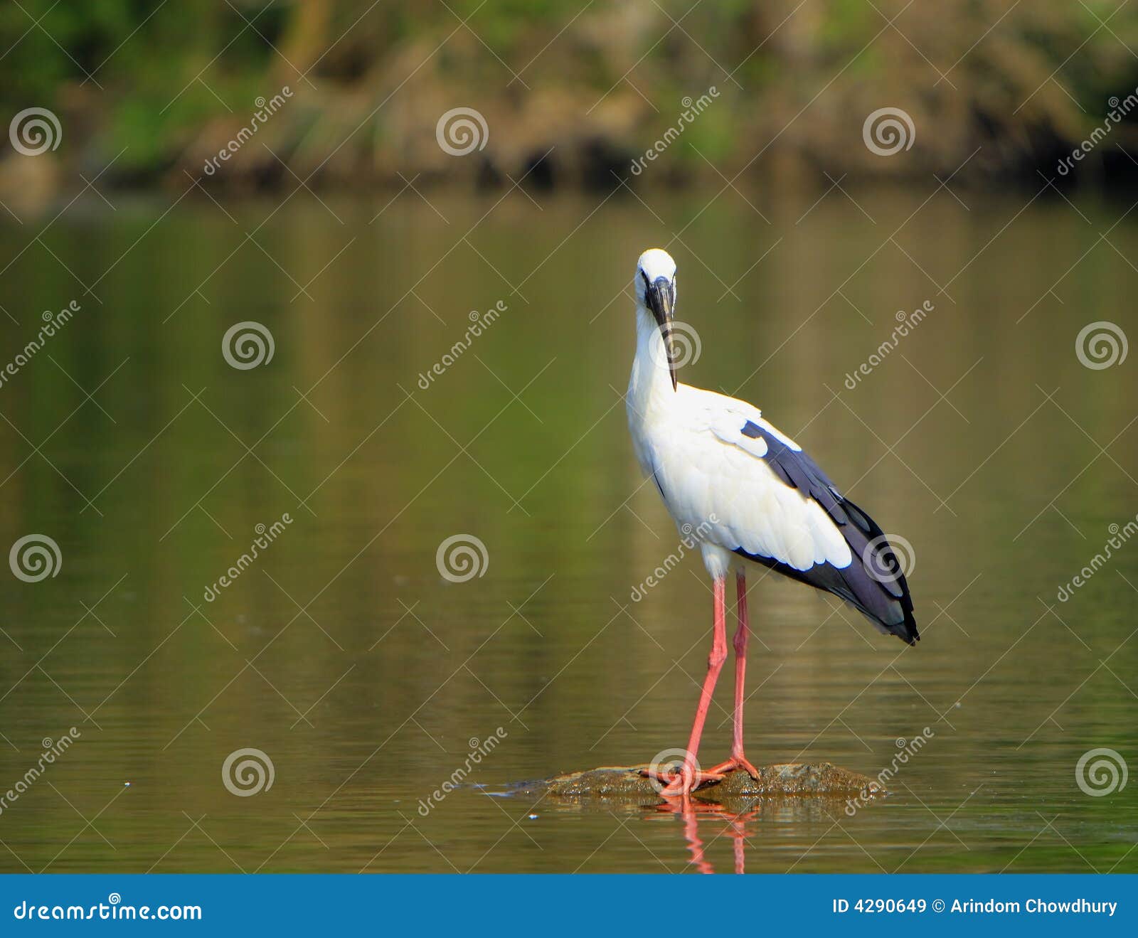 Open Bill Stork stock image. Image of storks, prey, pelican - 4290649