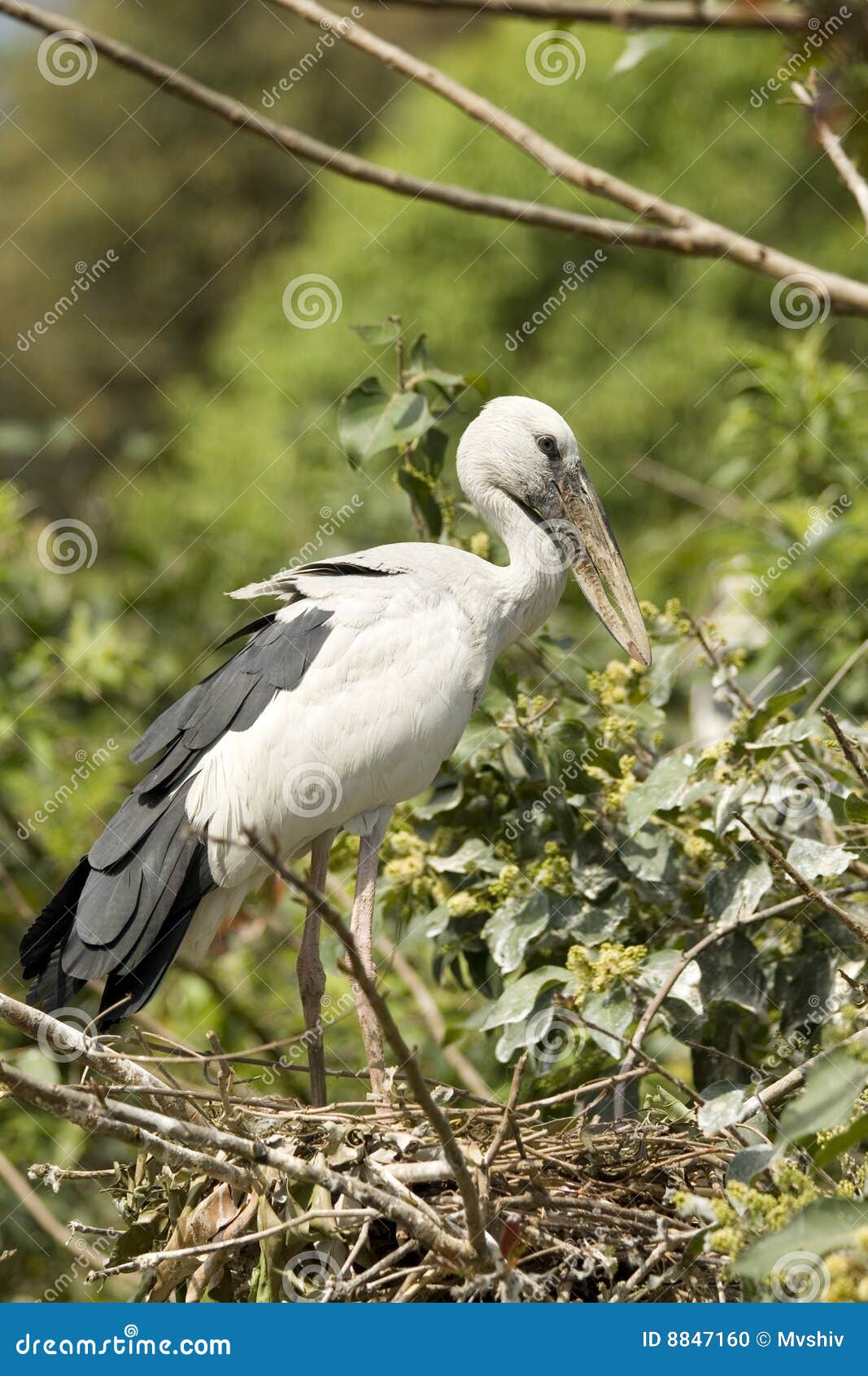 Open bill stork stock photo. Image of hungry, food, ranganatitthu - 8847160