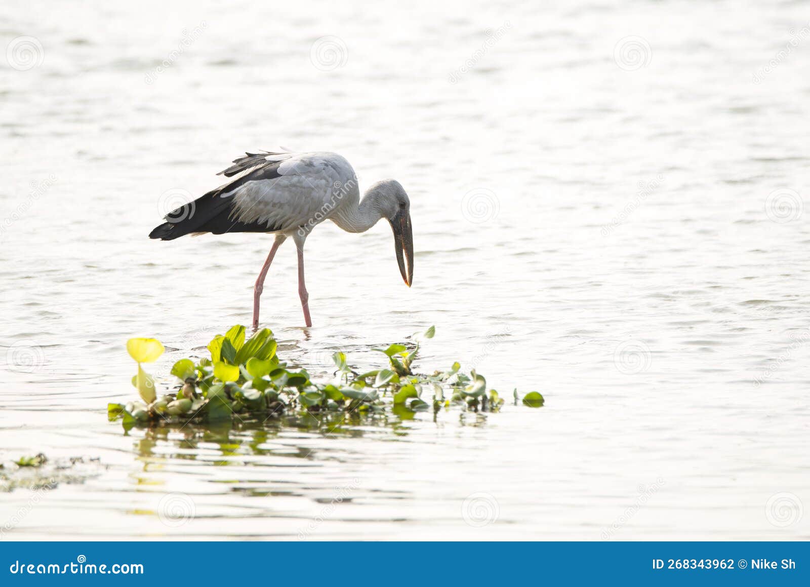 Open bill stork stock photo. Image of migratory, beak - 268343962