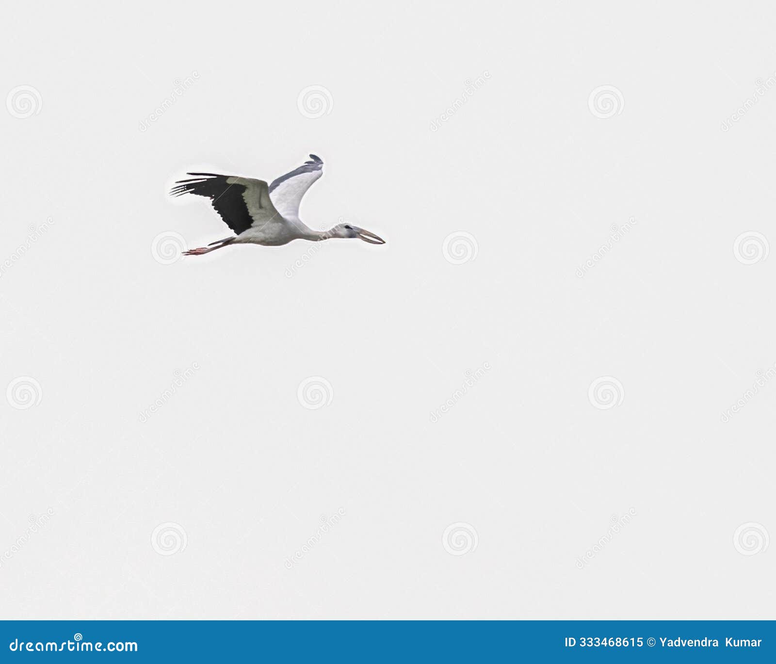 A Open bill stork stock image. Image of bird, birding - 333468615