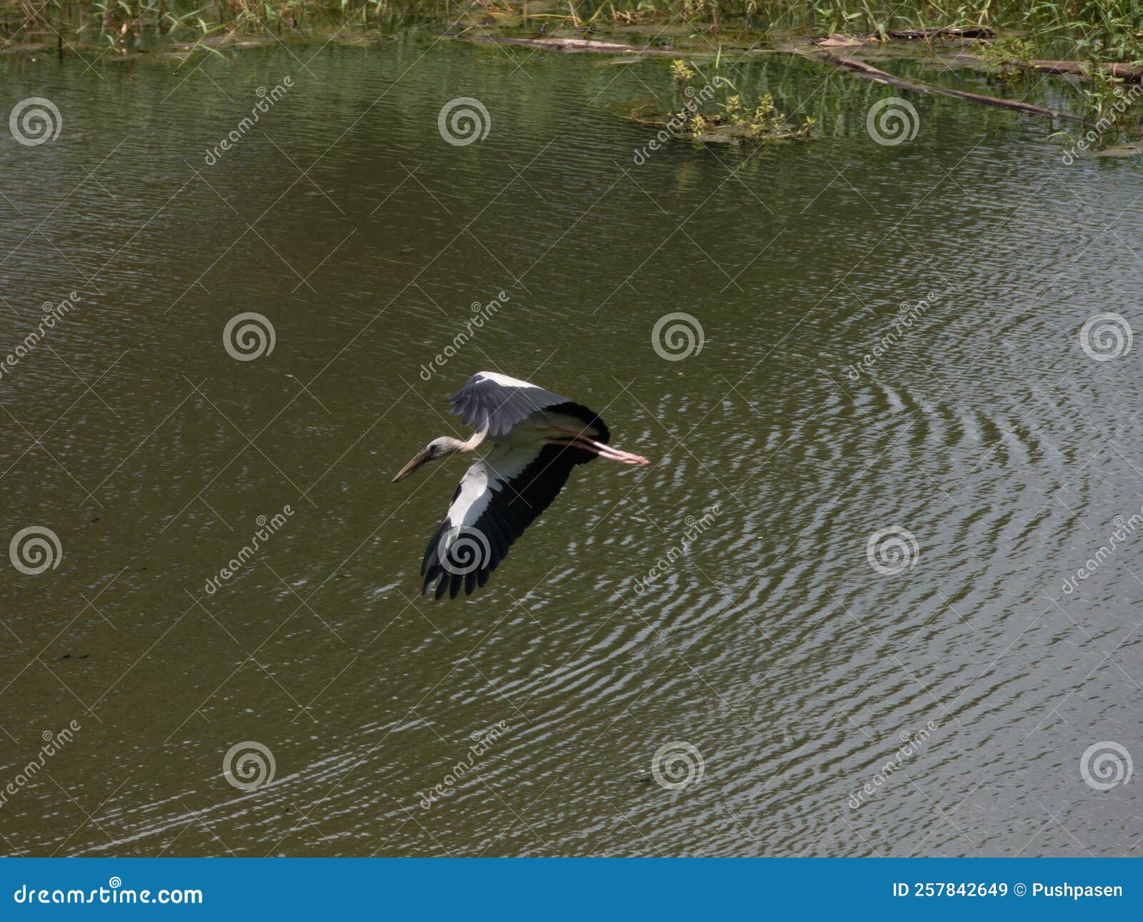 Open bill stork in flight stock image. Image of ducks - 257842649