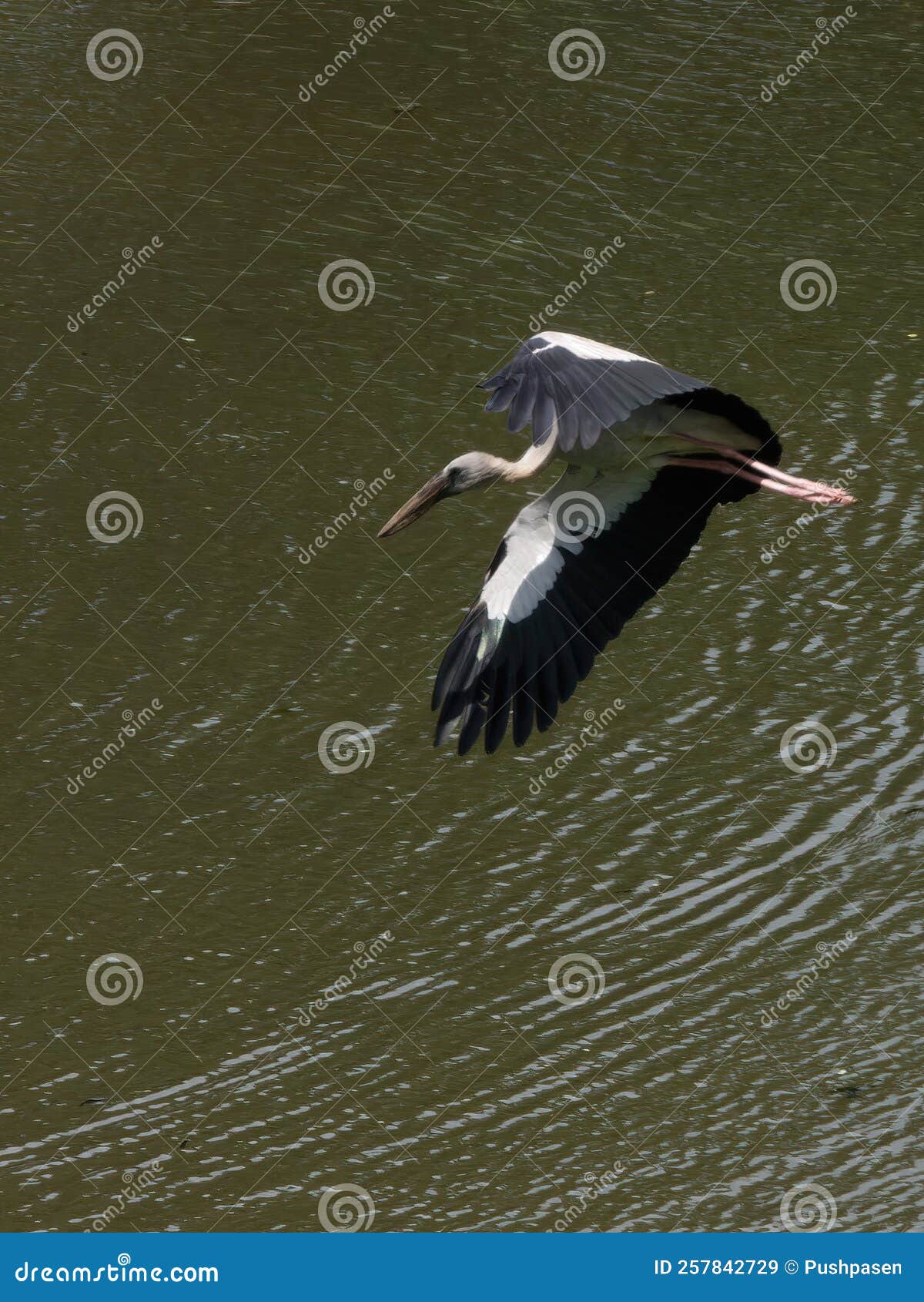 Open bill stork in flight stock image. Image of wildlife - 257842729