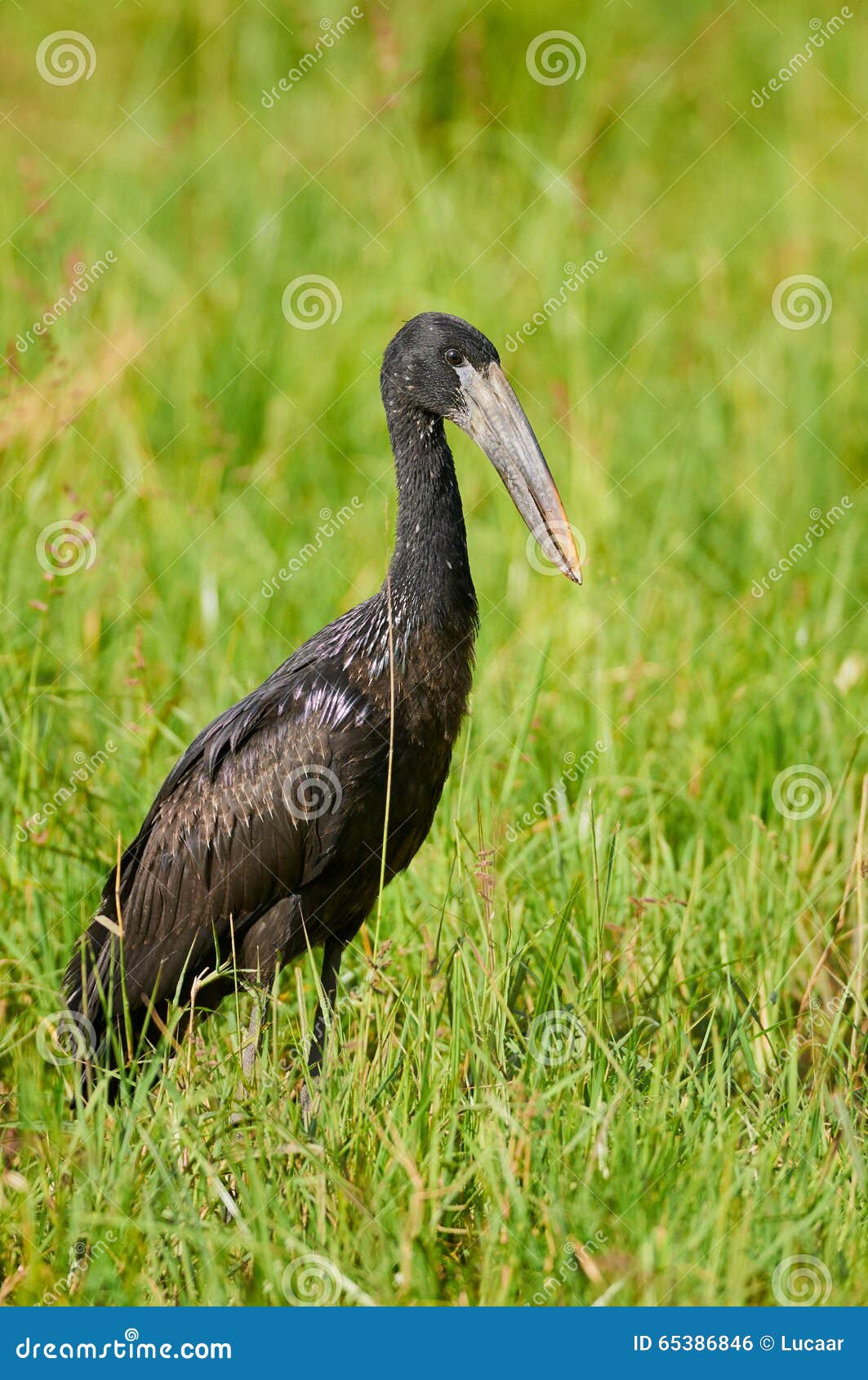 Open billed stork stock photo. Image of beak, wild, wildlife - 65386846