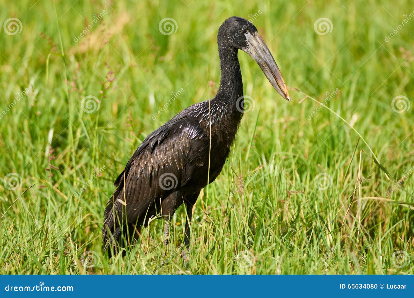Open billed stork stock photo. Image of wildlife, openbill - 65634080