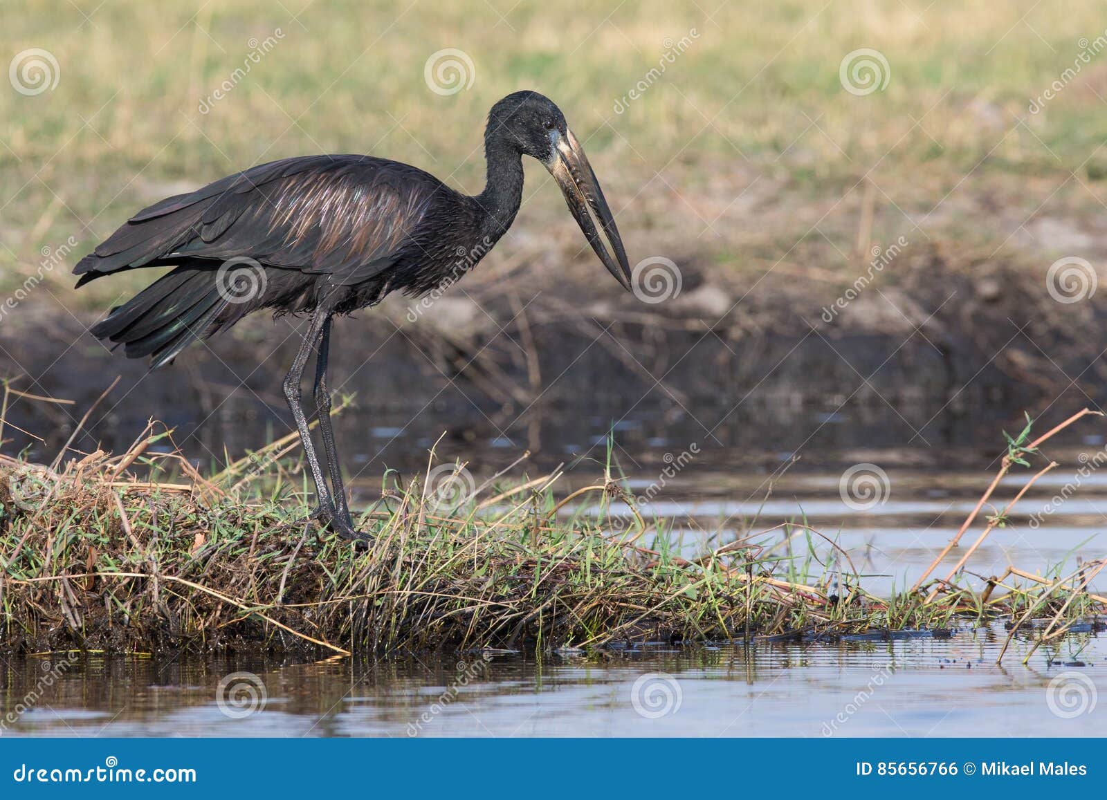 Open billed stork stock photo. Image of fishing, water - 85656766