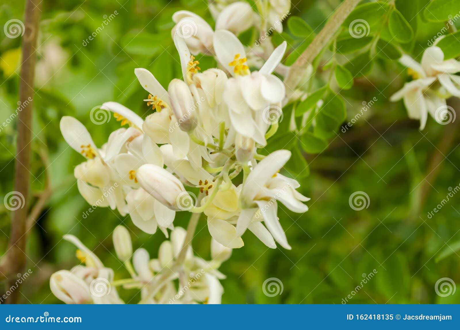 Open Blossoms of the Moringa Oleifera Tree Stock Image - Image of ...