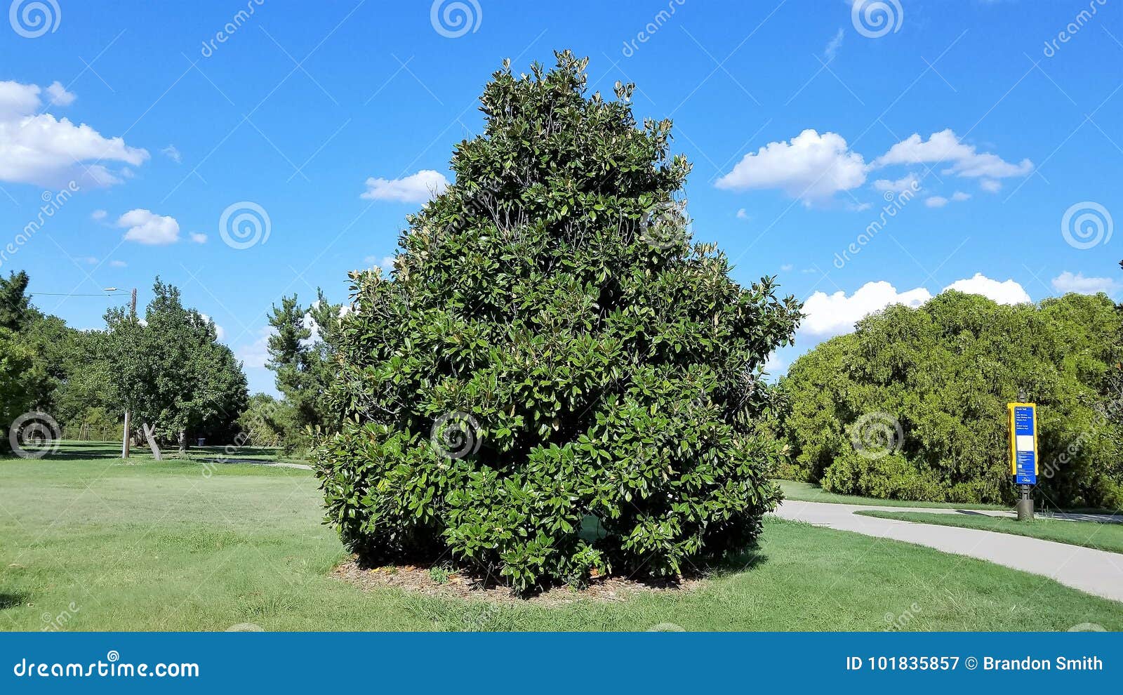Blue Sky beside Cedar Tree stock image. Image of environment - 101835857