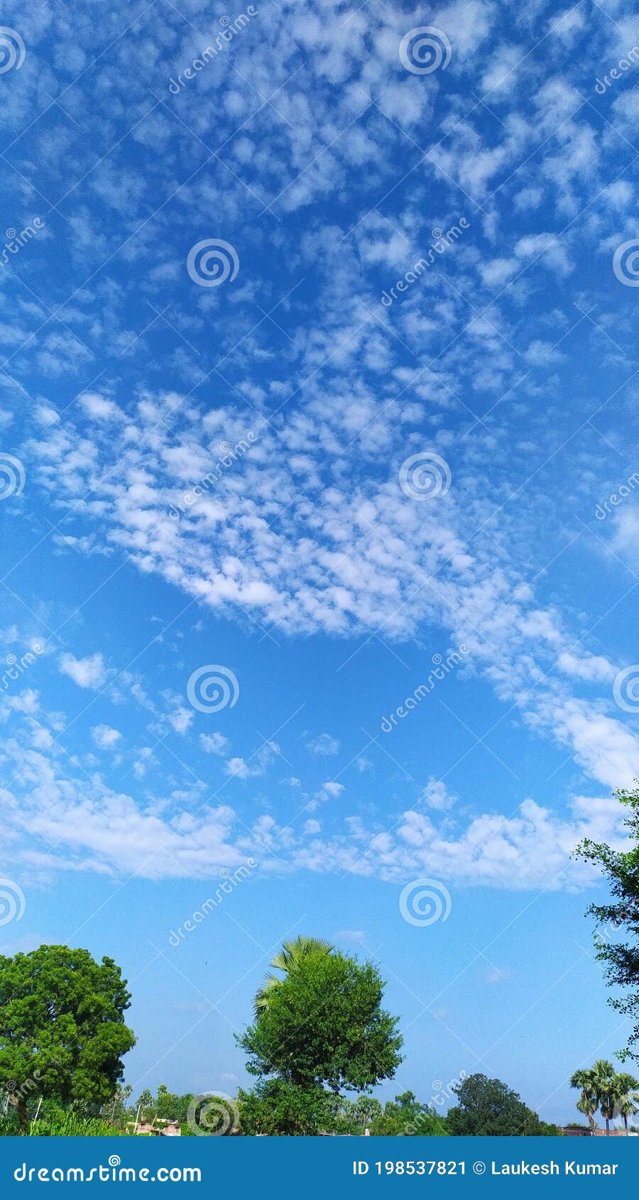 Open blue sky with tree stock image. Image of single - 198537821