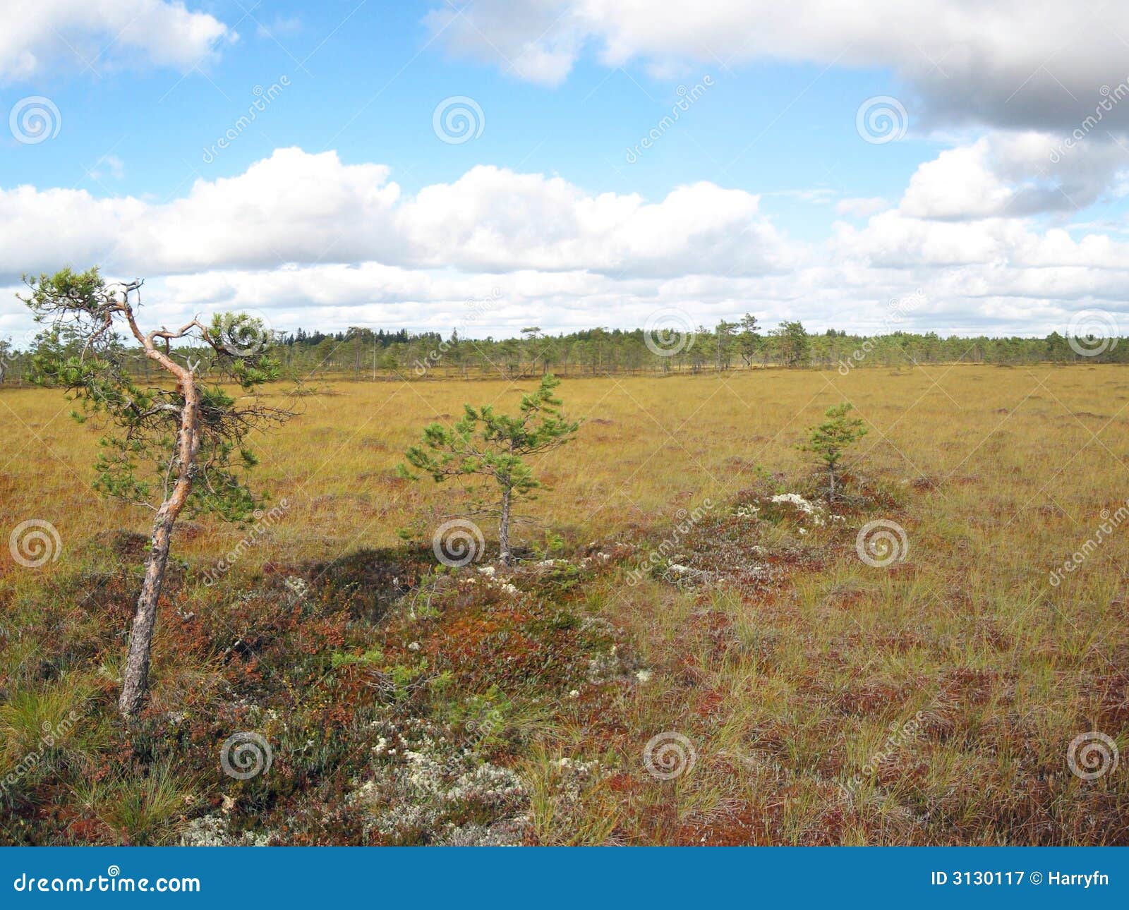 Open bog stock image. Image of europe, vacation, moss - 3130117