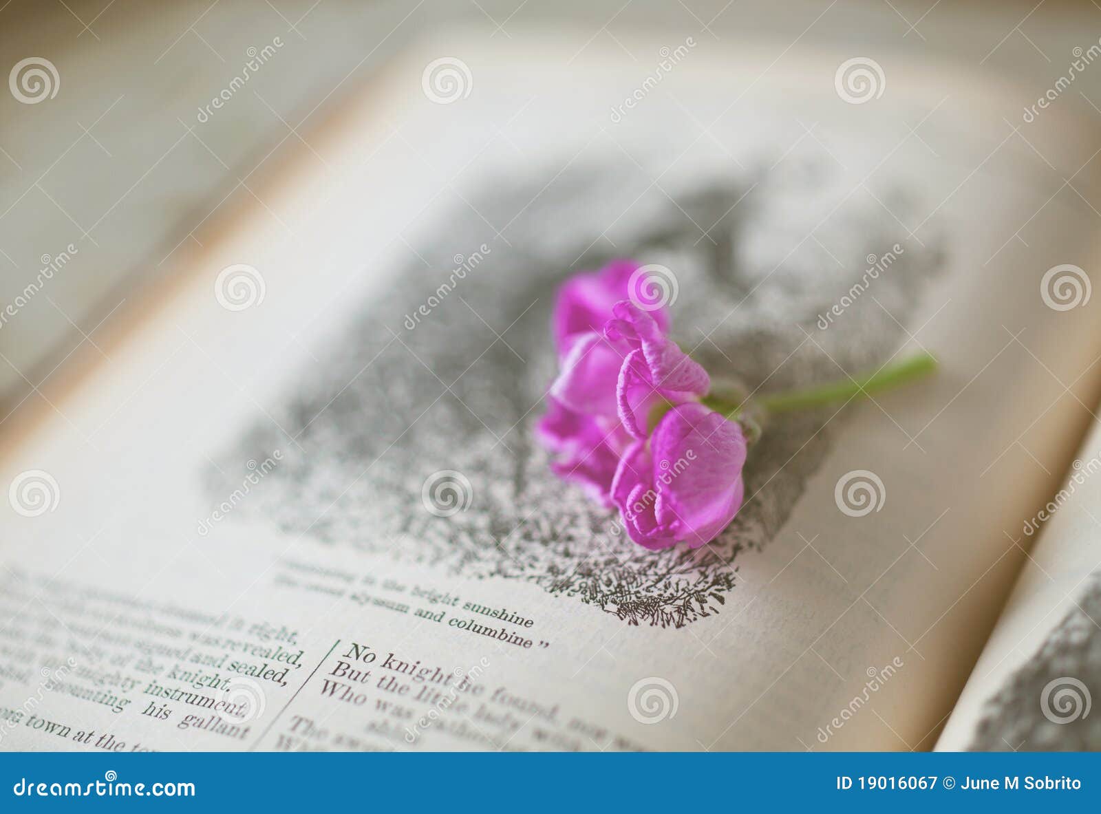 Open Book stock image. Image of words, pink, prose, poem - 19016067
