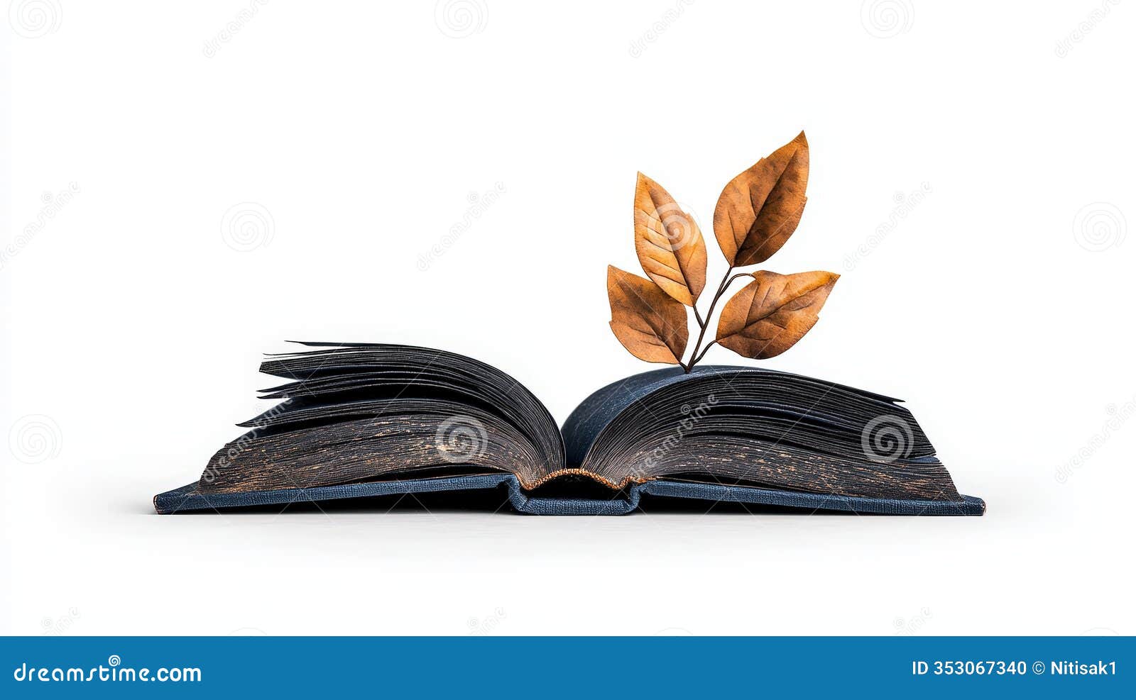 Open Book with Brown Leaves Isolated on White Background Stock ...