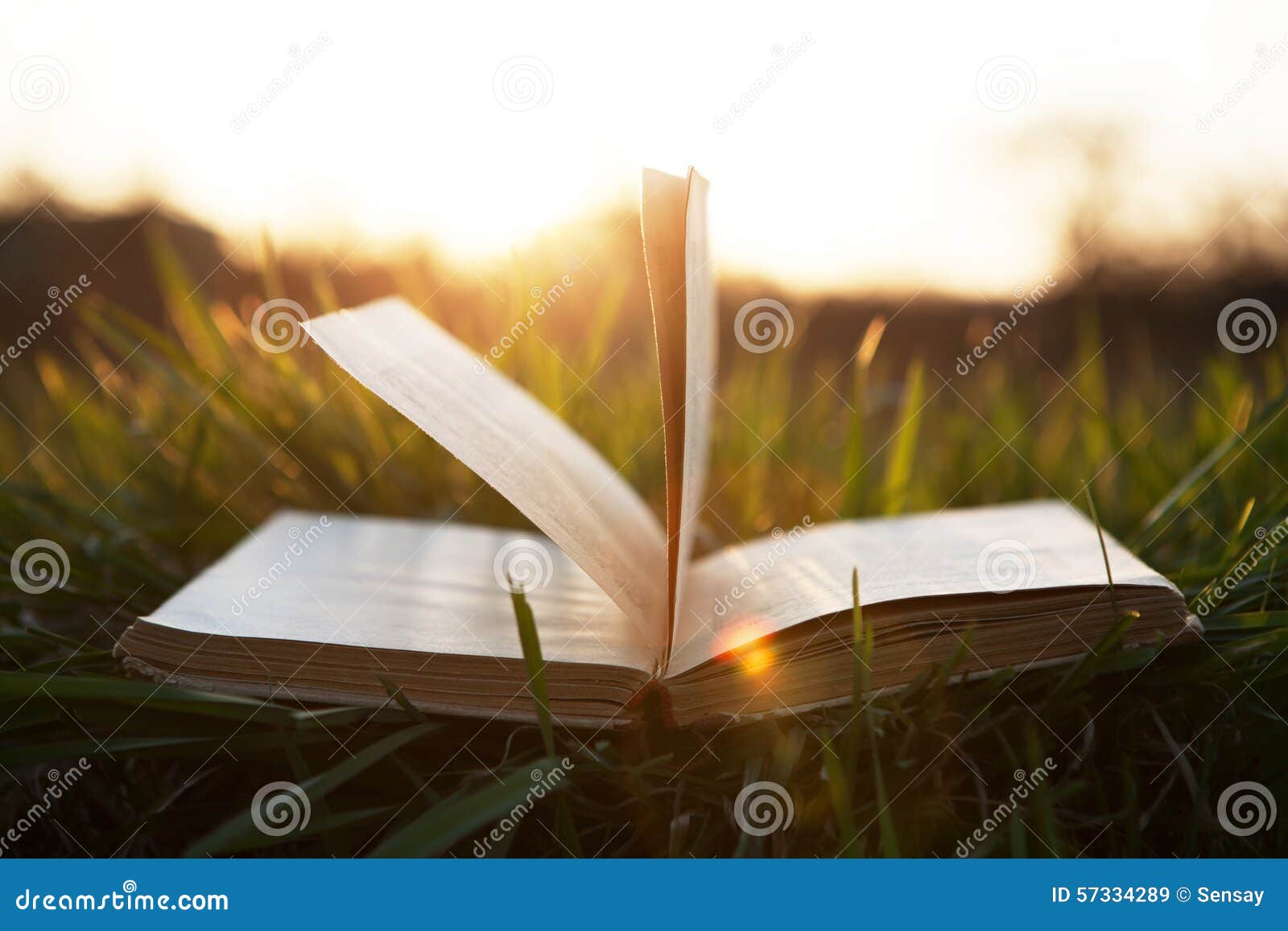 Open Book on Grass Under the Sun Stock Image - Image of grass, flora ...
