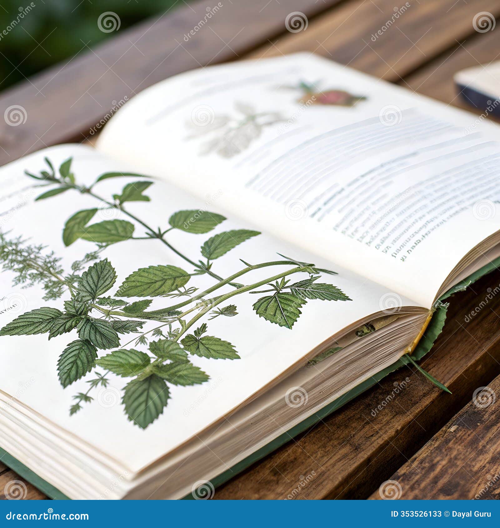 Open Book with Green Plant Illustration Stock Illustration ...