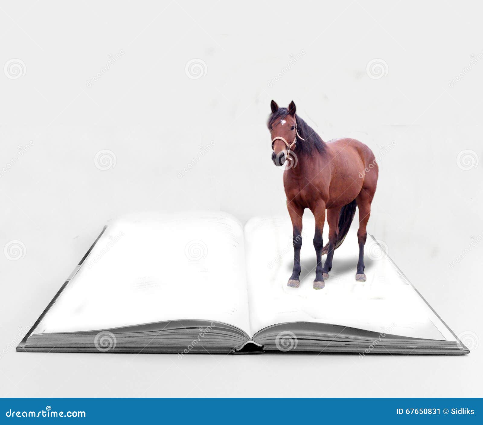 Open book with horse stock image. Image of shadow, stallion - 67650831
