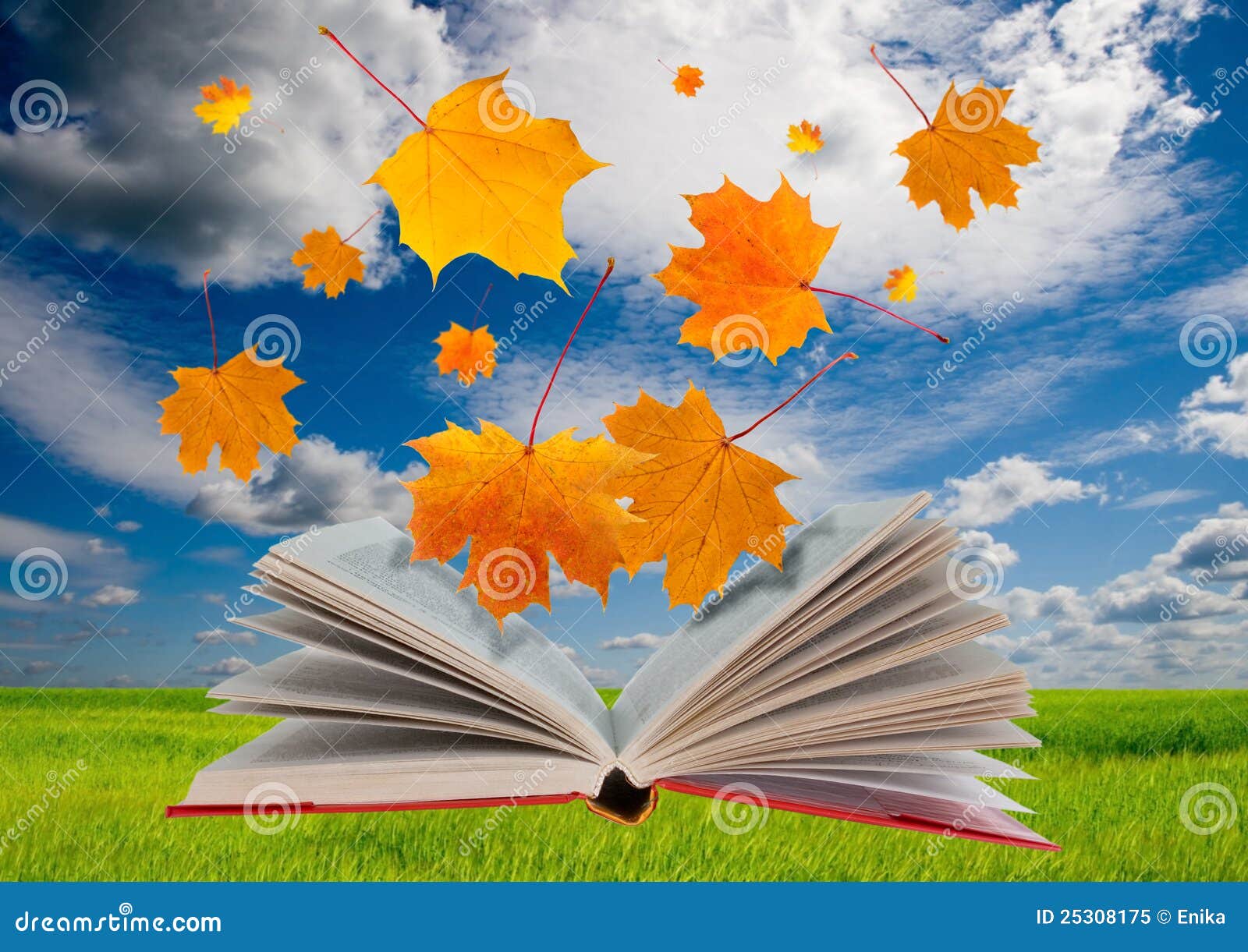 Open book and maple leaves stock image. Image of flying - 25308175
