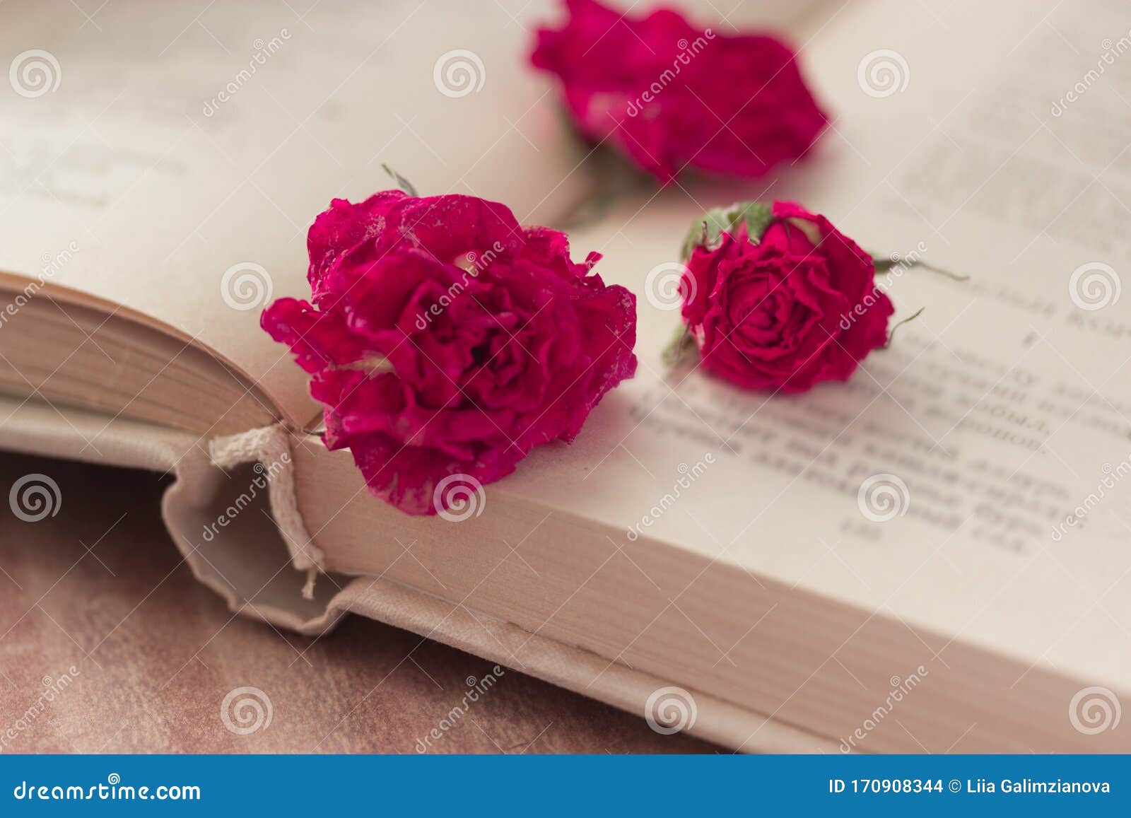 Open book with pink roses stock photo. Image of aroma - 170908344