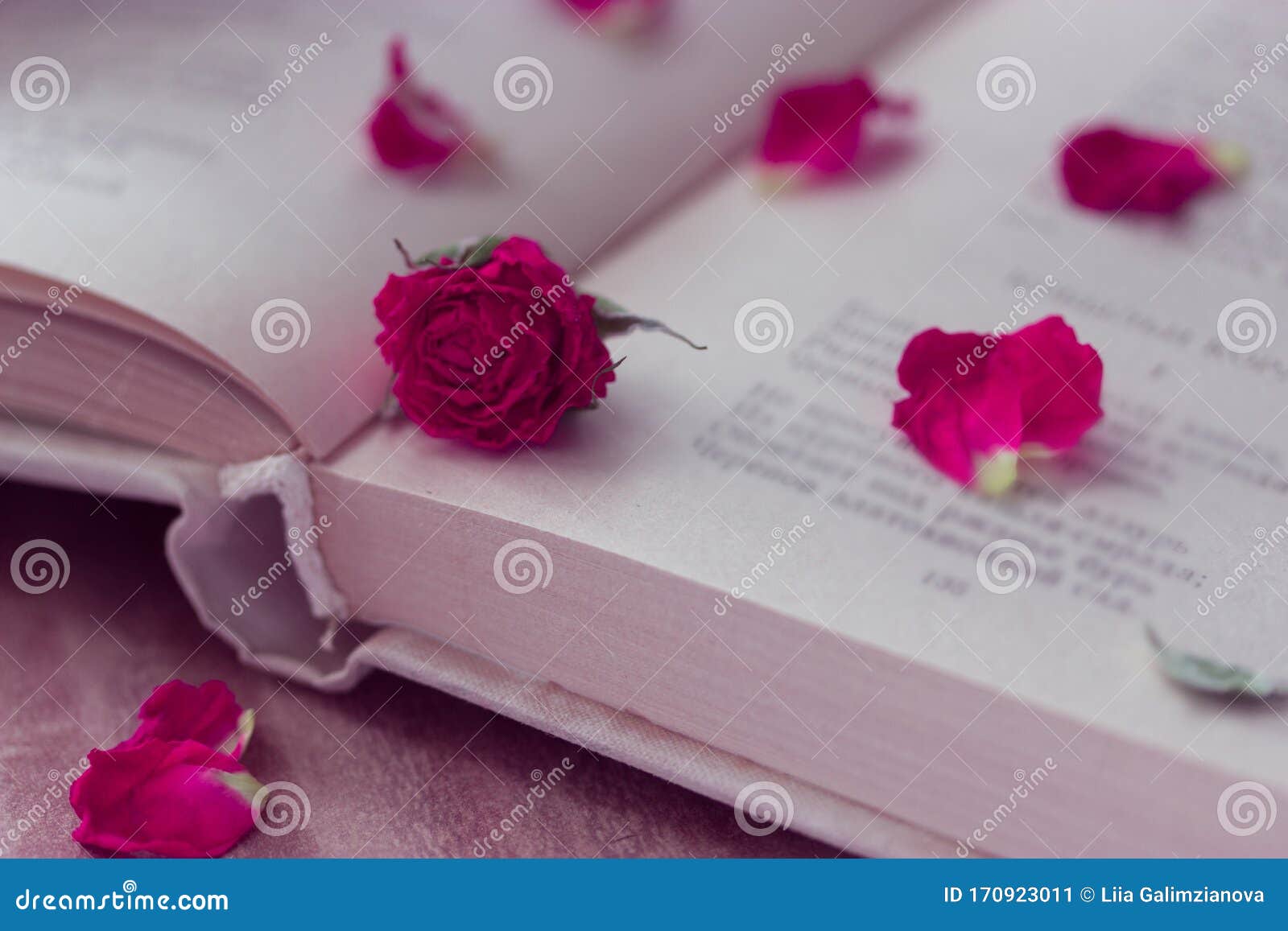 Open book with pink roses stock image. Image of vacation - 170923011
