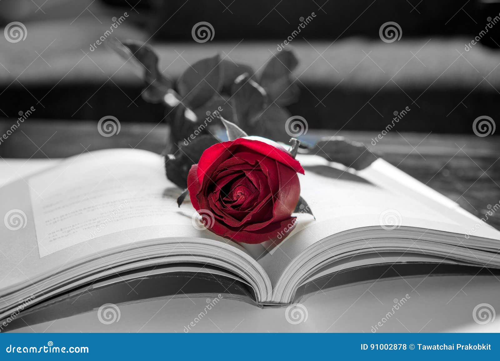 Open book and a red rose. stock photo. Image of flower - 91002878