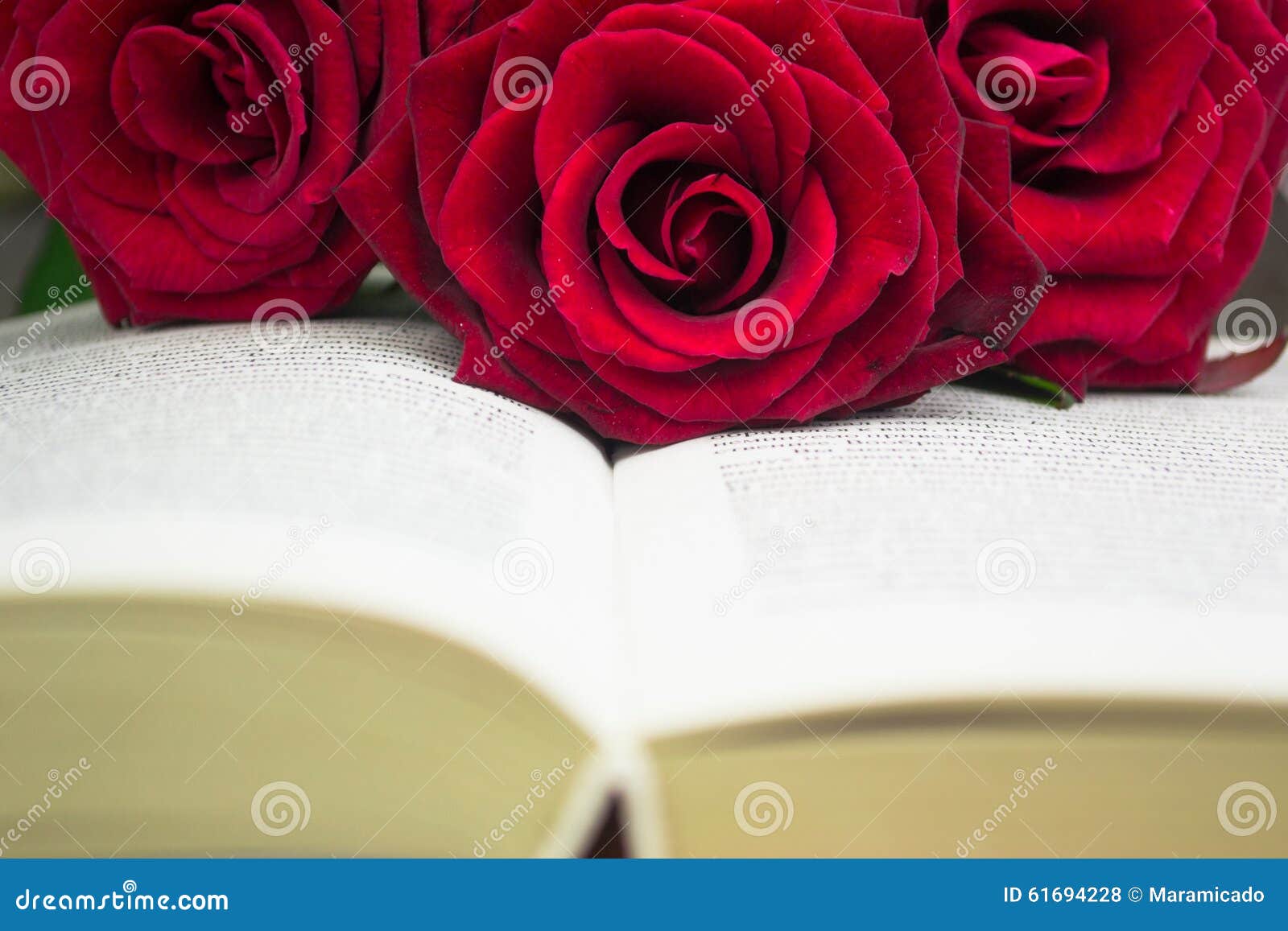 The Open Book and Red Roses. Stock Photo - Image of celebration, christ ...
