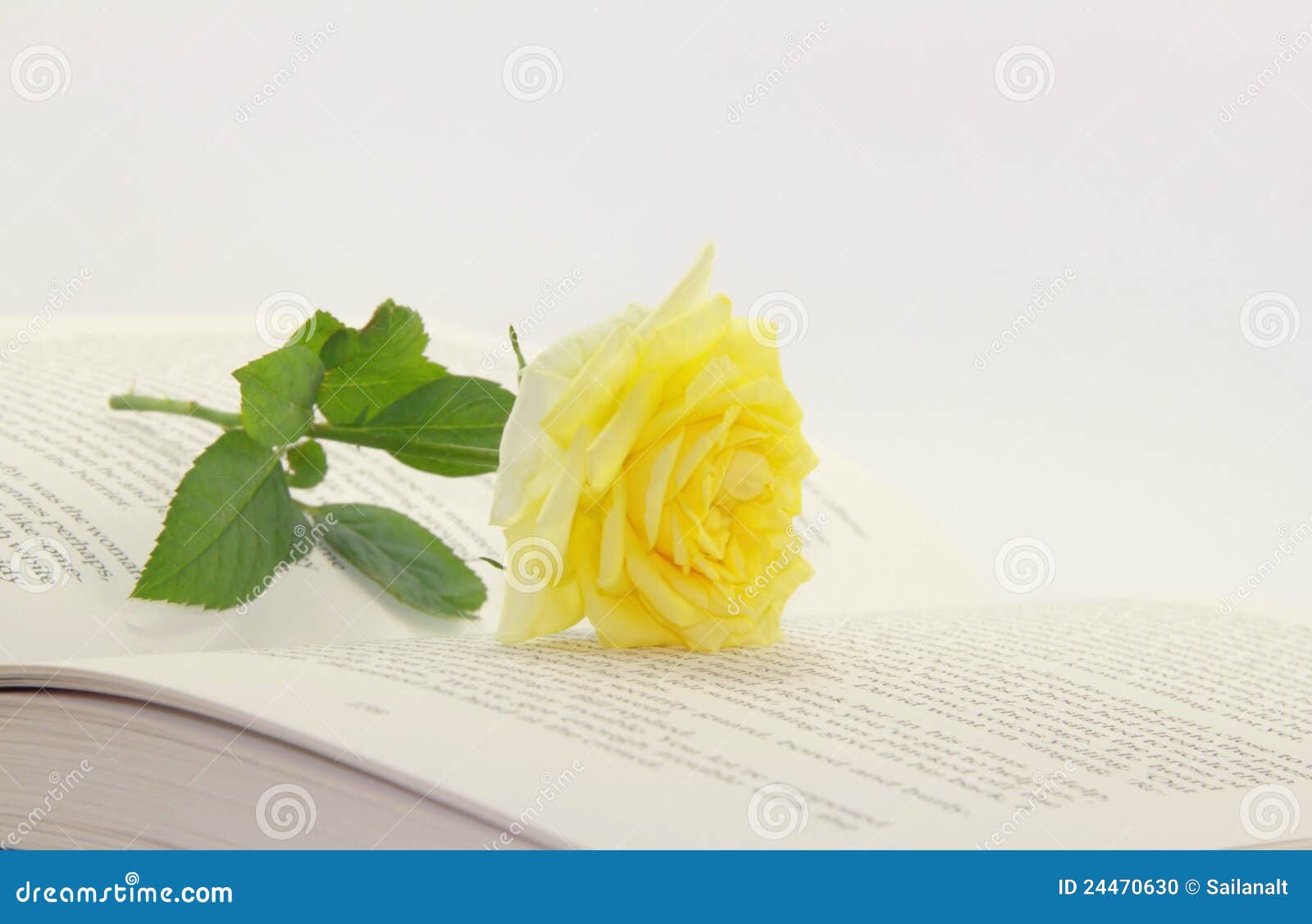 Open book and rose flower stock photo. Image of lover - 24470630
