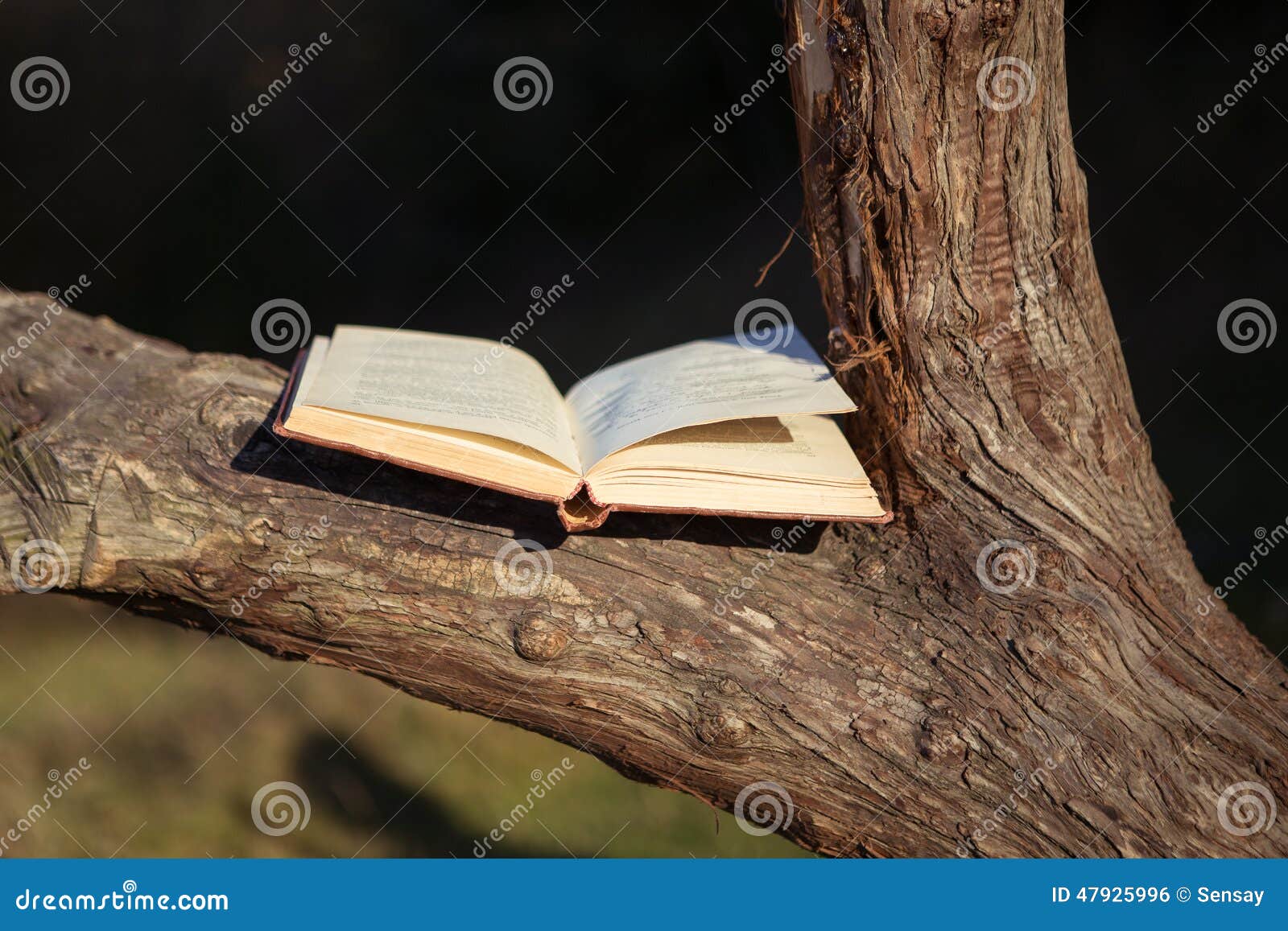 Open book on tree stock photo. Image of flower, environment - 47925996