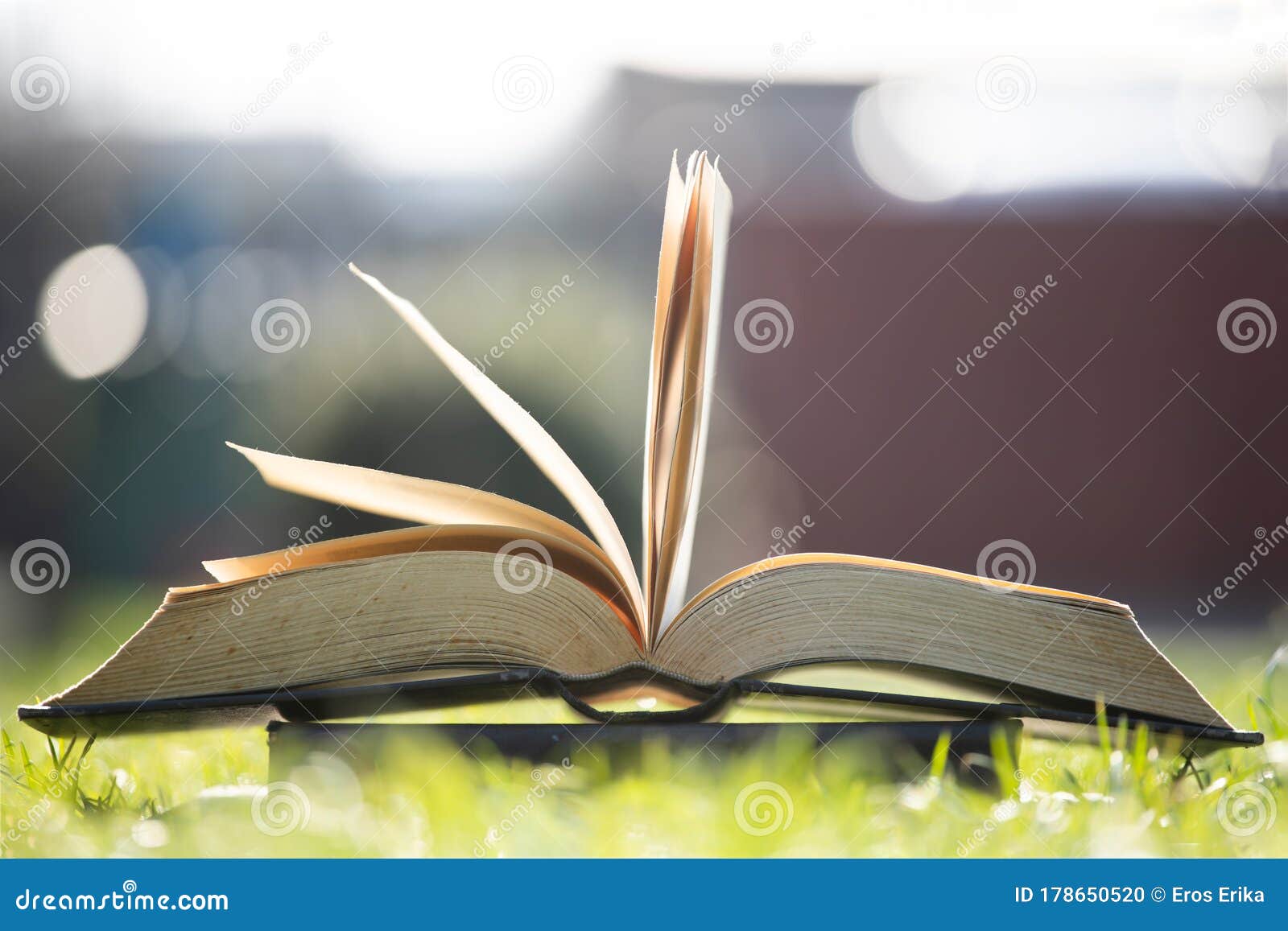 Open book in green grass stock photo. Image of macro - 178650520