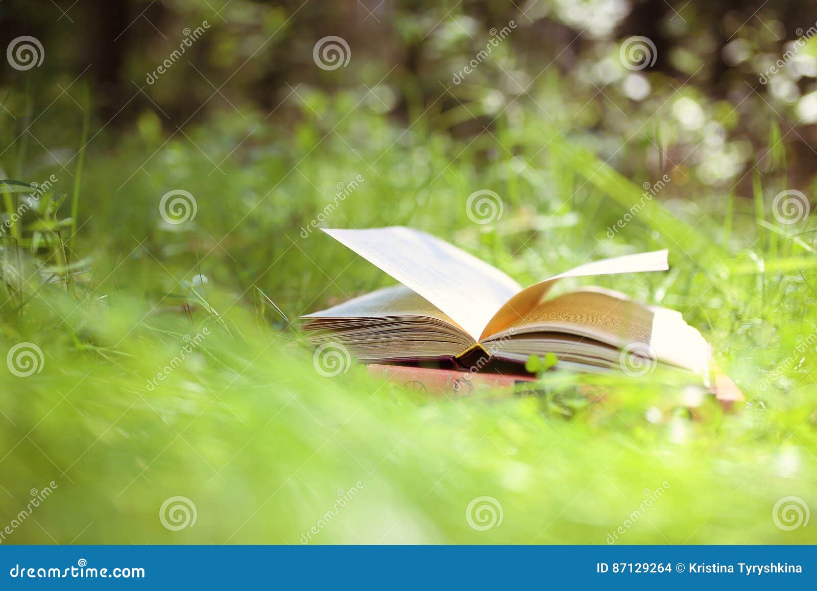 Open Books Outdoor. Knowledge is Power. Book in a Forest Stock Photo ...