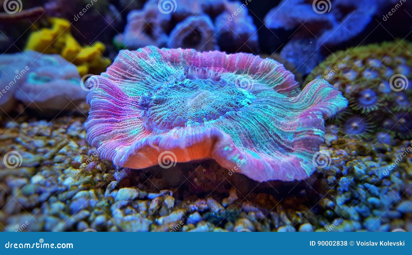 Open brain LPS coral stock photo. Image of brain, polyps - 90002838