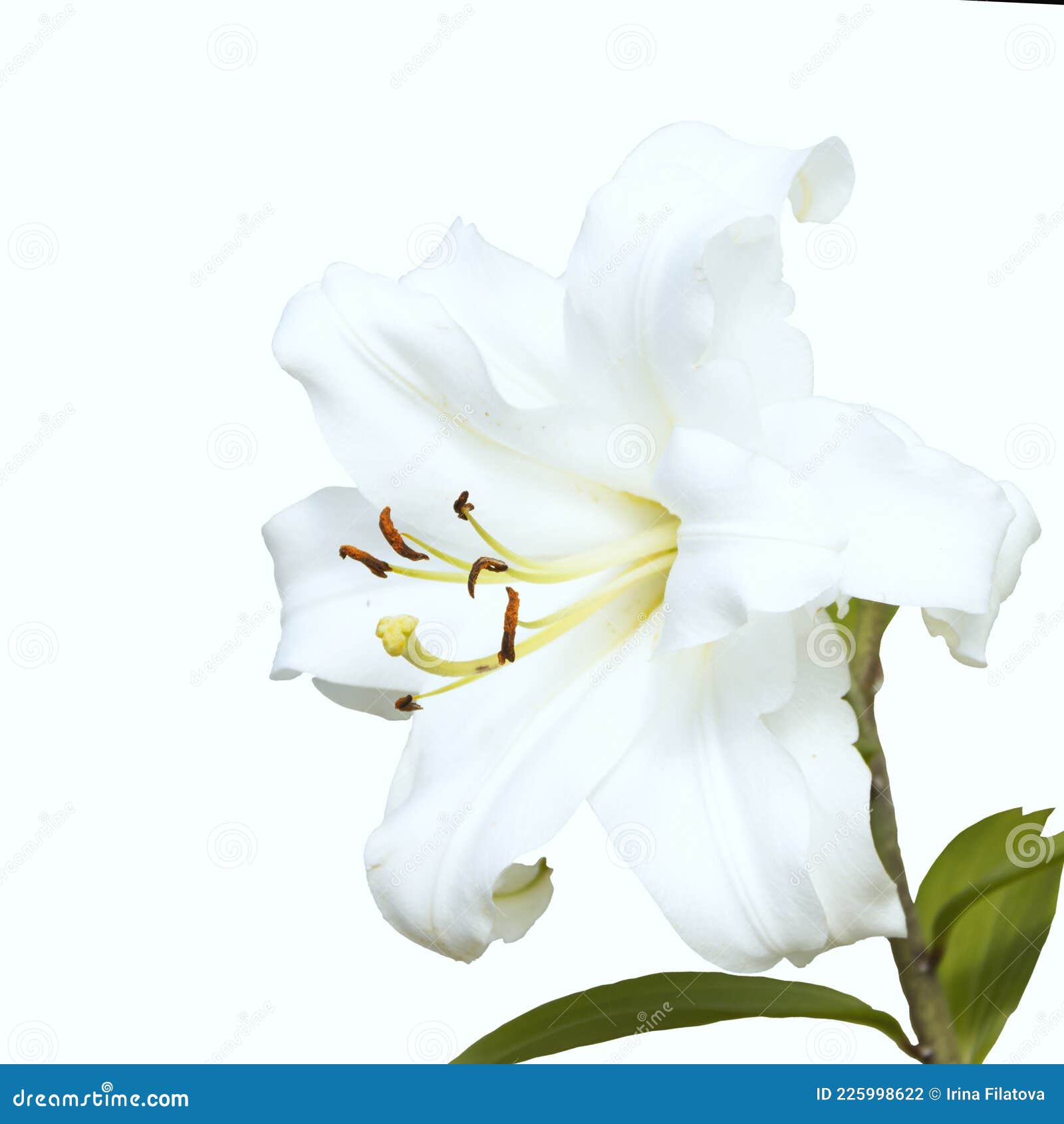 Open Bright Lily Flower, Isolated on a White Background Stock Photo ...