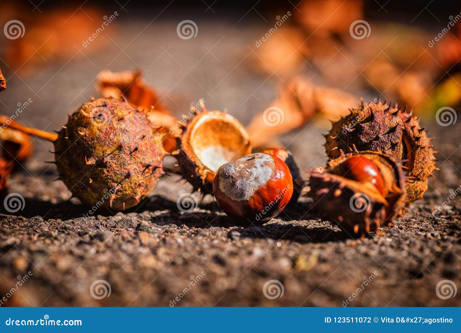 Open Buckeye on the Ground in Autumn on the Ground Stock Photo - Image ...