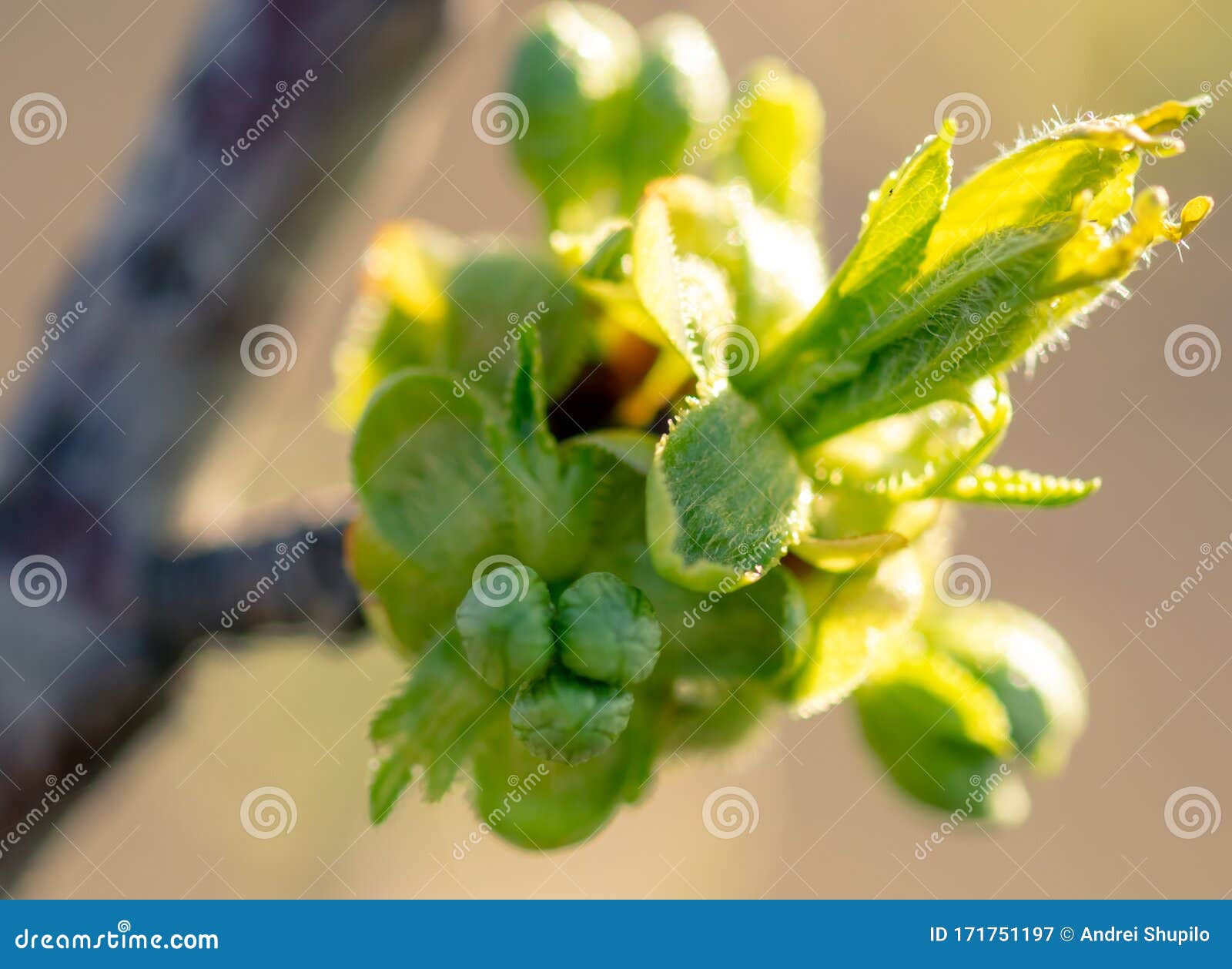 Open Bud with Flowers on a Cherry in Spring Stock Image - Image of ...