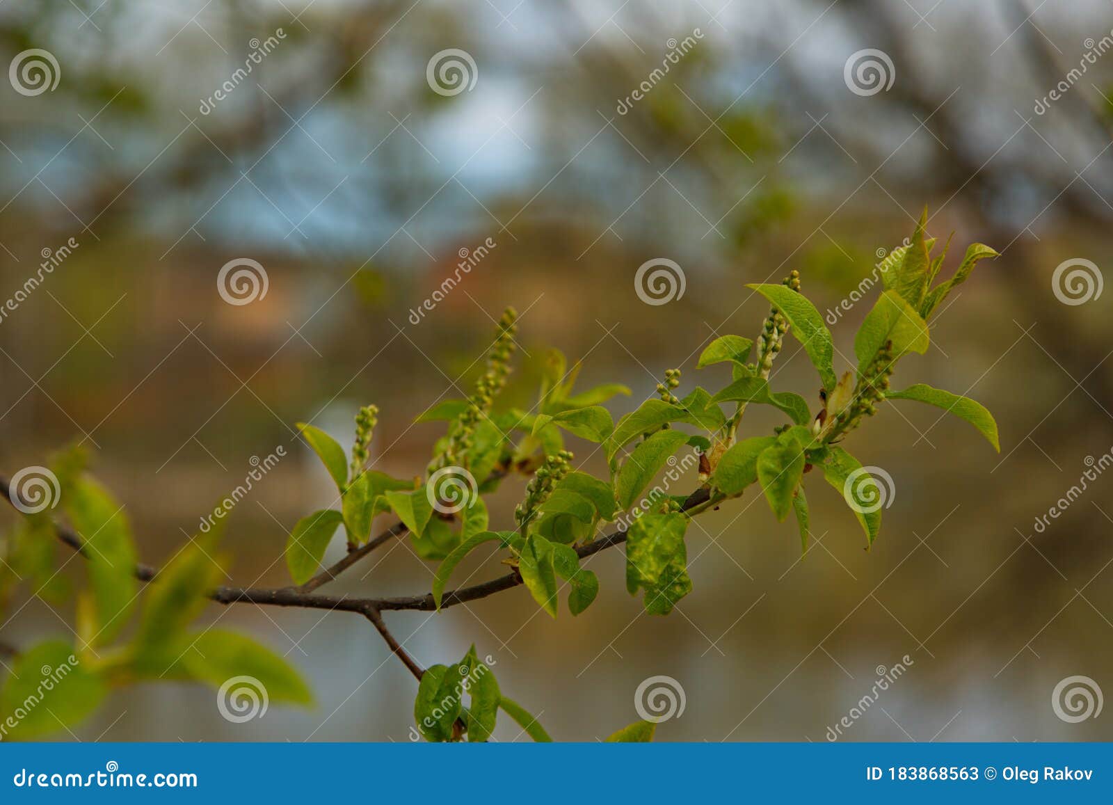 Open Buds of a Tree on a City Pond. Stock Image - Image of buds, open ...