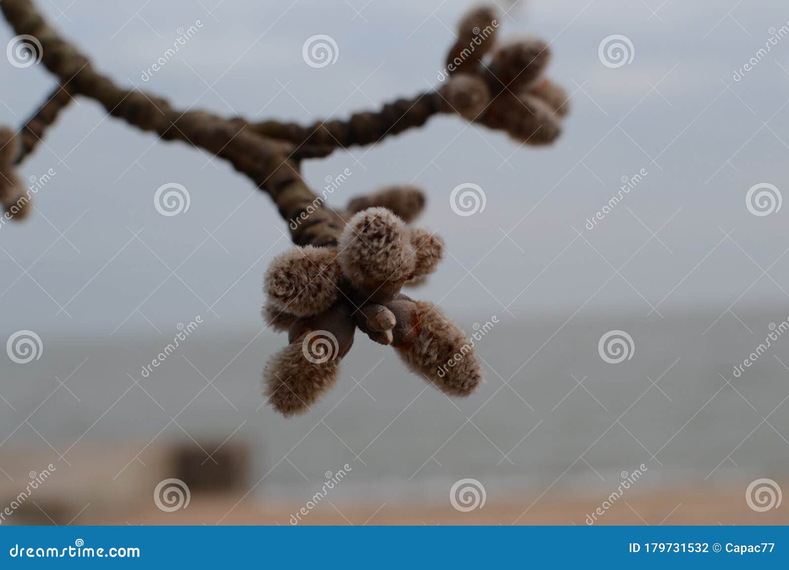 Open Buds of a Tree Growing on the Beach Stock Photo - Image of blossom ...