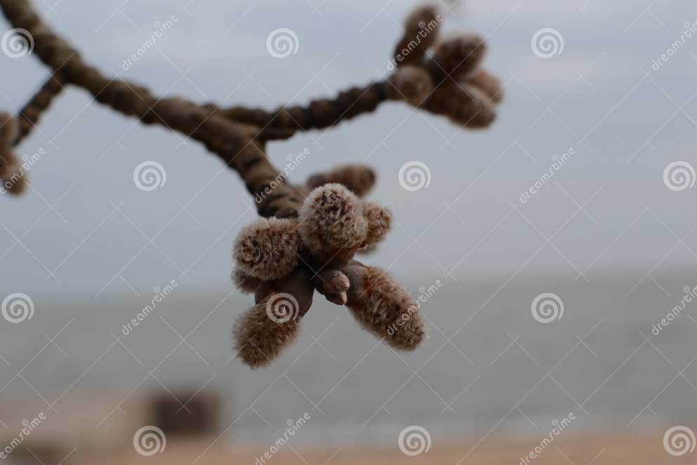 Open Buds of a Tree Growing on the Beach Stock Photo - Image of blossom ...