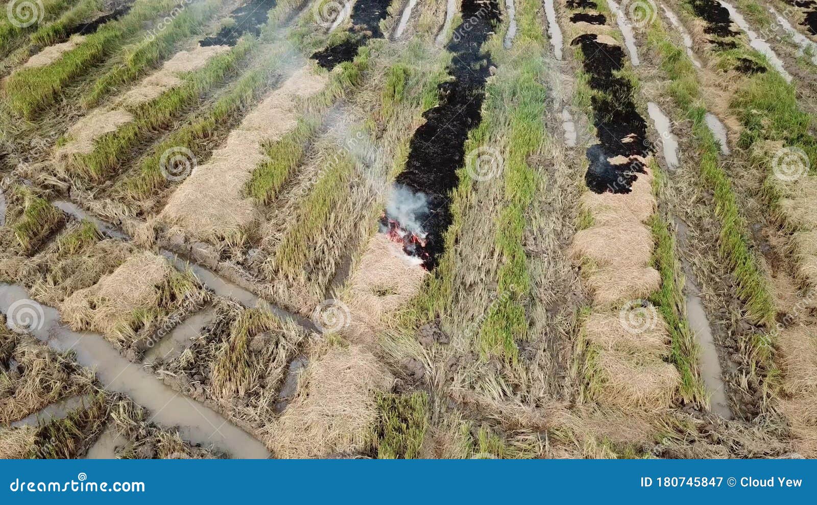 Open burn rice paddy straw stock video. Video of destruction - 180745847