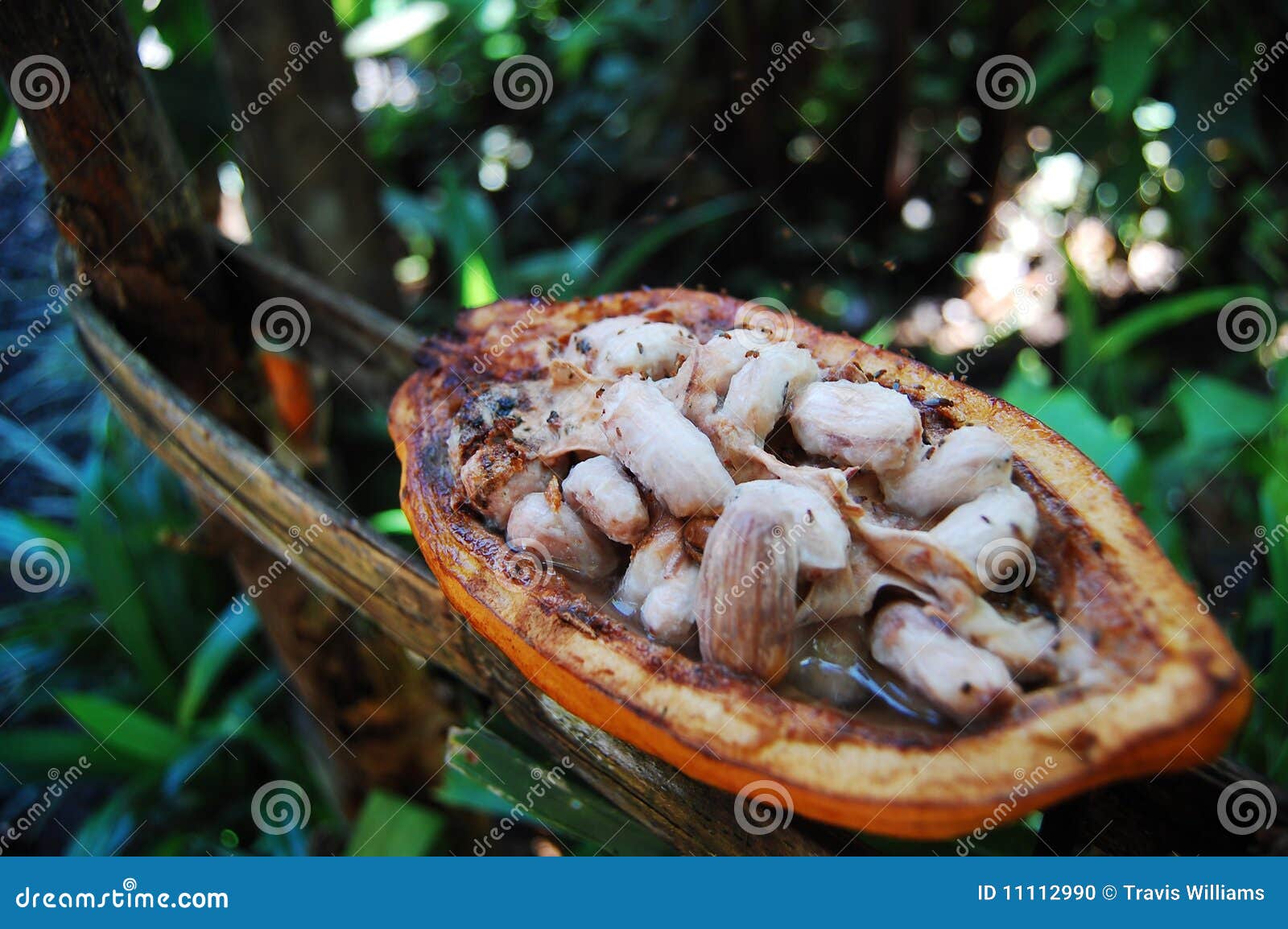 Open Cacao Pod, Fermenting stock photo. Image of food - 11112990