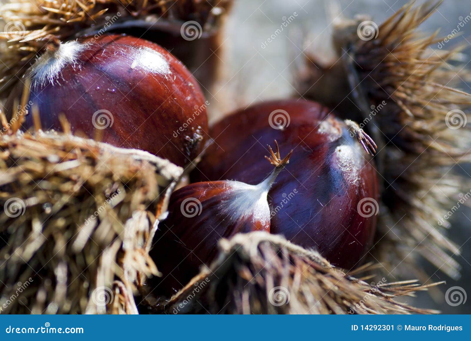 Open chestnut stock image. Image of edible, delicious - 14292301
