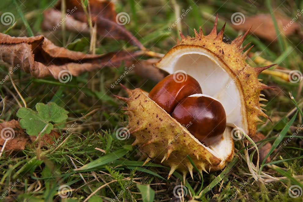 Open Chestnut stock photo. Image of single, detail, fall - 6623856