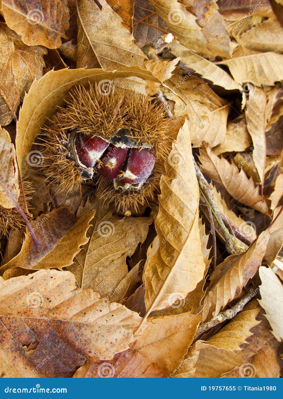 Open Chestnut in the Forest Stock Image - Image of edible, autumn: 19757655