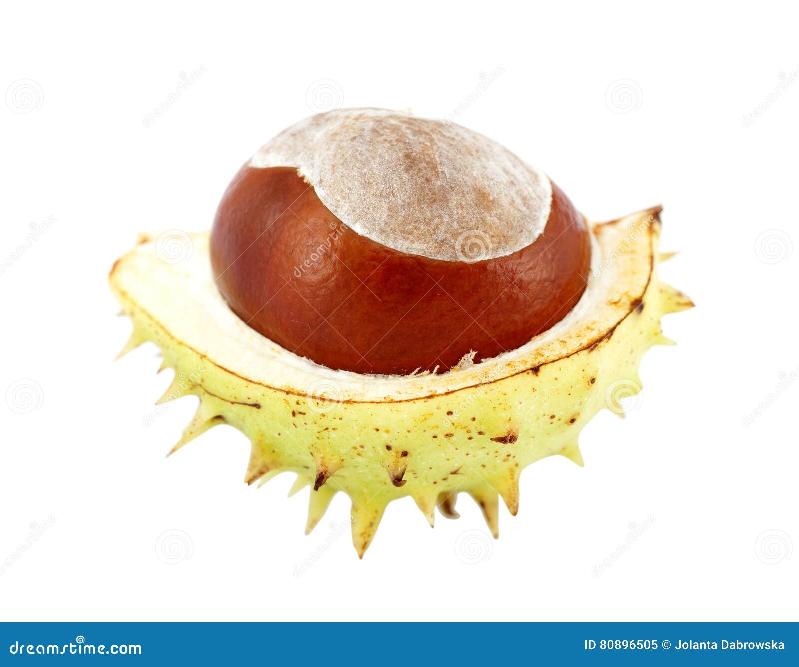 Open chestnut stock image. Image of medicine, fruit, hippocastanum ...