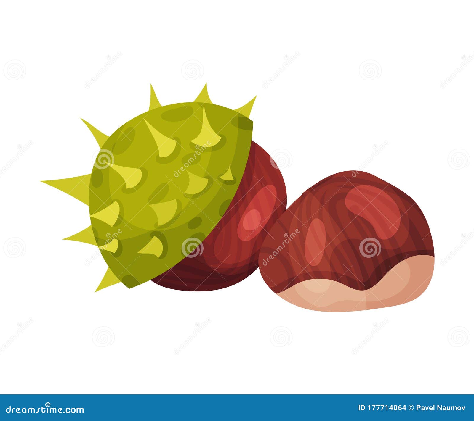 Open Chestnut Fruit, Cracked Shell With Burs. Edible Castanea Nut, Seed ...