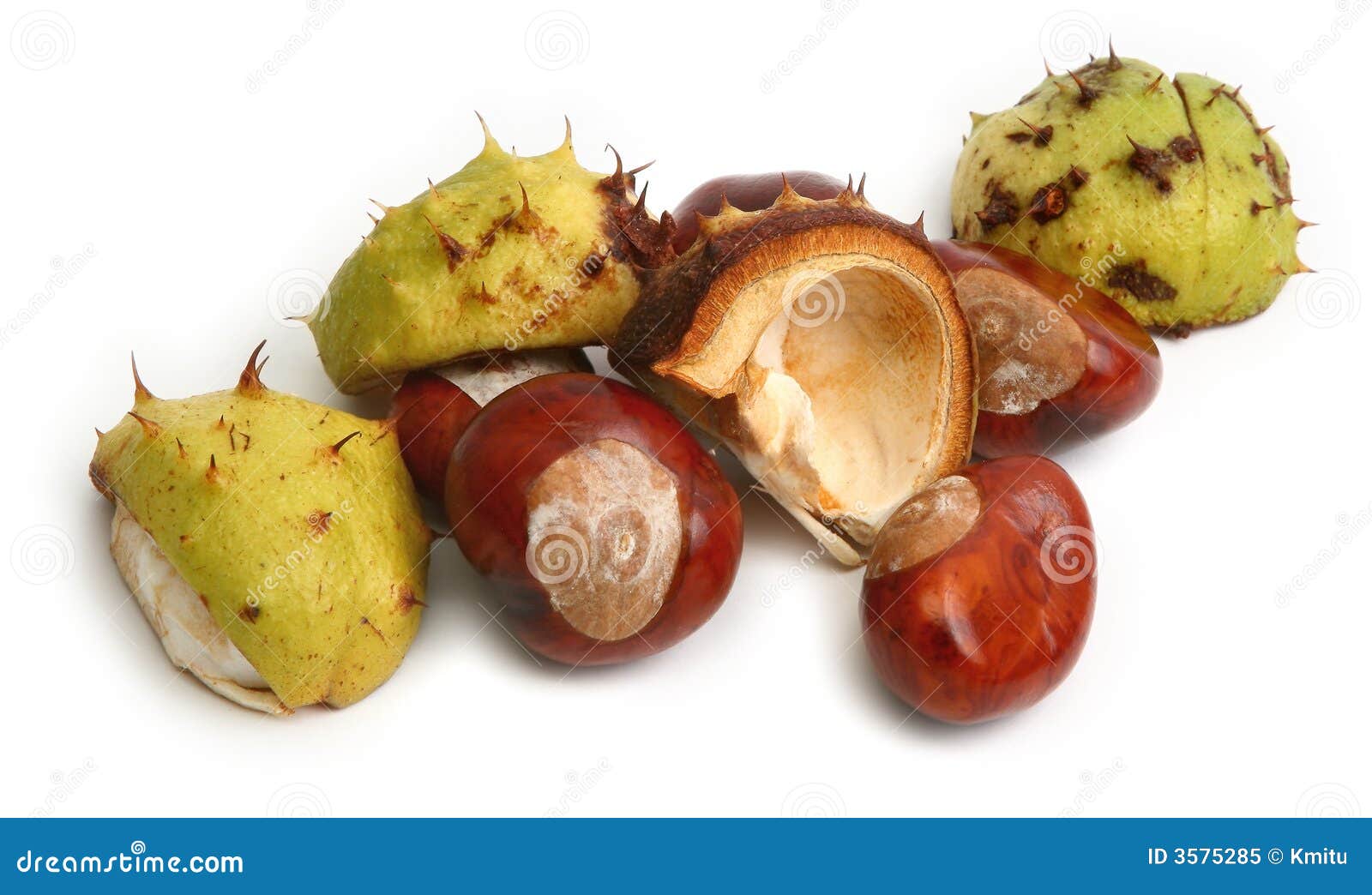 Open Chestnuts stock image. Image of details, closeup - 3575285