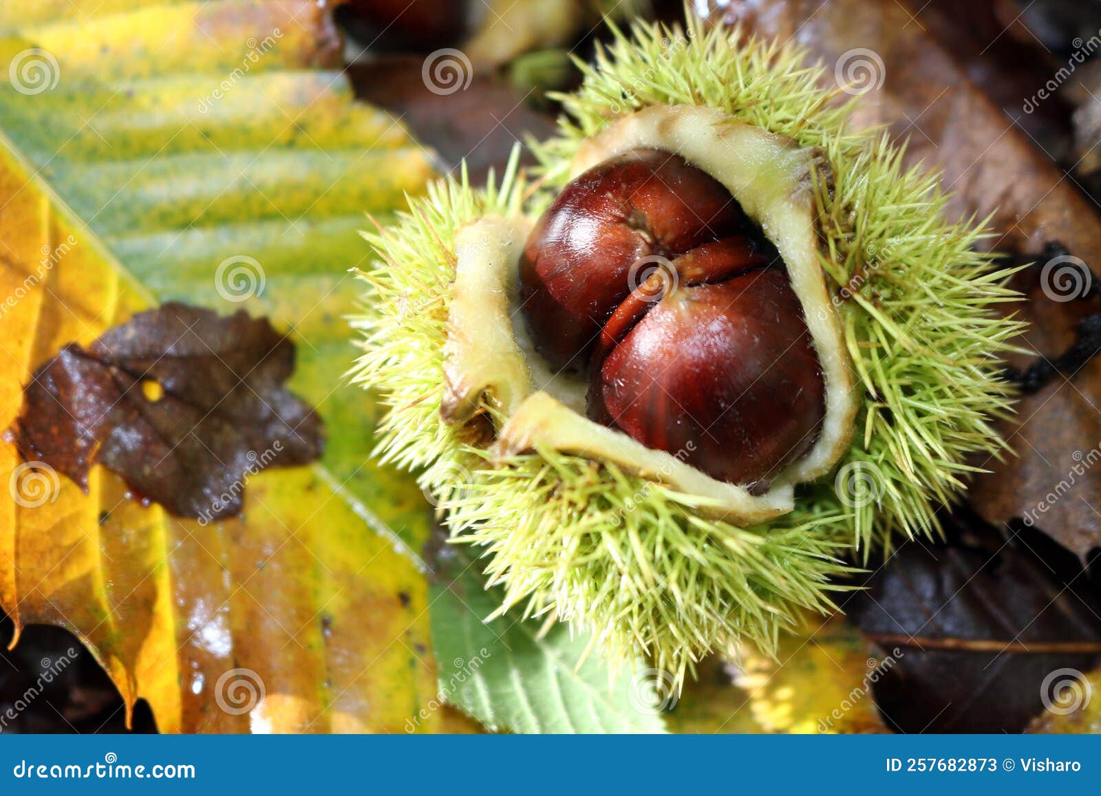 Open chestnuts stock image. Image of brown, white, season - 257682873