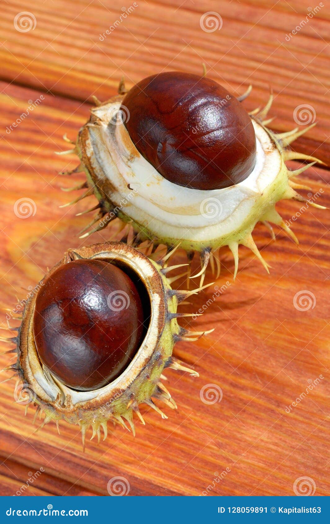 Open chestnuts in shell stock image. Image of color - 128059891