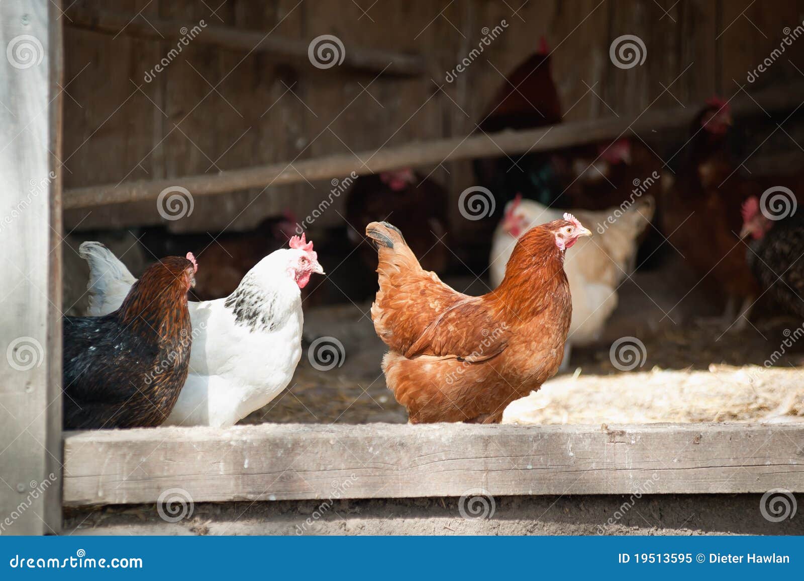 Open chicken house stock image. Image of female, horizontal - 19513595