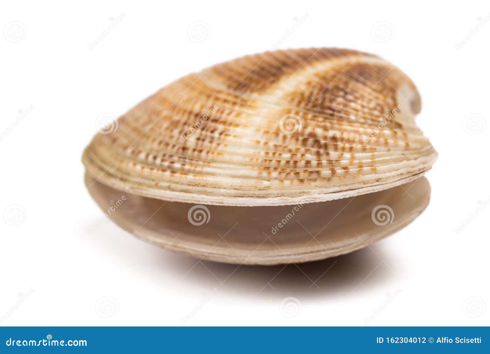 Open stock photo. Image of background, seafood, molluscs - 162304012