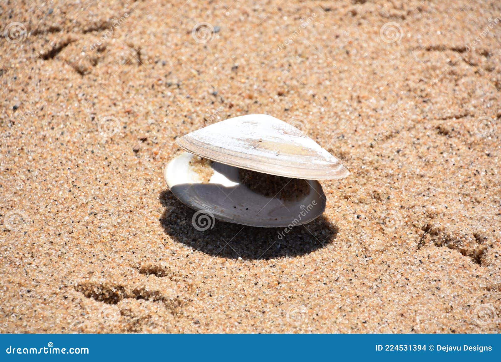 Open Shell on Beach Sand on the Cape Stock Photo - Image of sandy ...