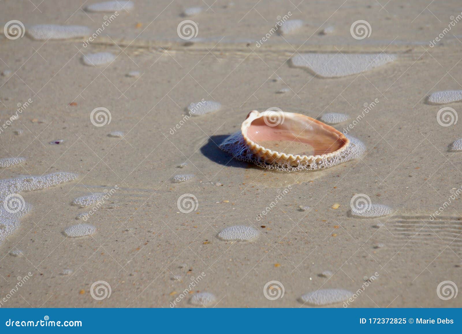 Open Shell in the Water stock image. Image of water - 172372825