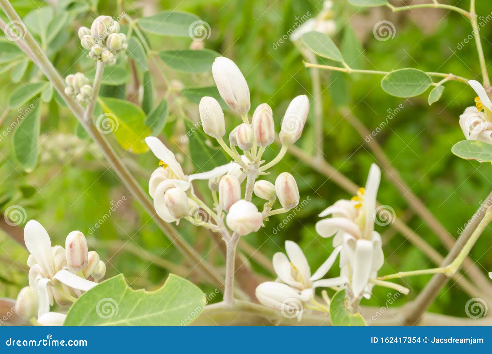 Open and Closed Blossoms of the Moringa Oleifera Tree Stock Photo ...