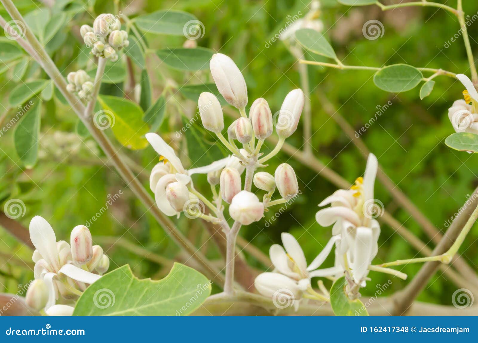 Open and Closed Blossoms of the Moringa Tree Stock Photo - Image of ...